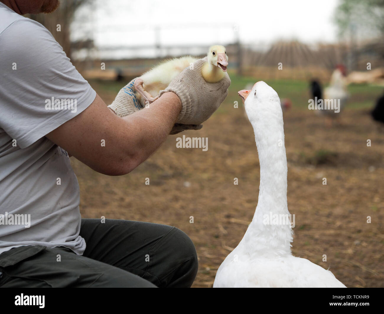 Farmer's hands holding a small goose. The chick is introduced to an ...