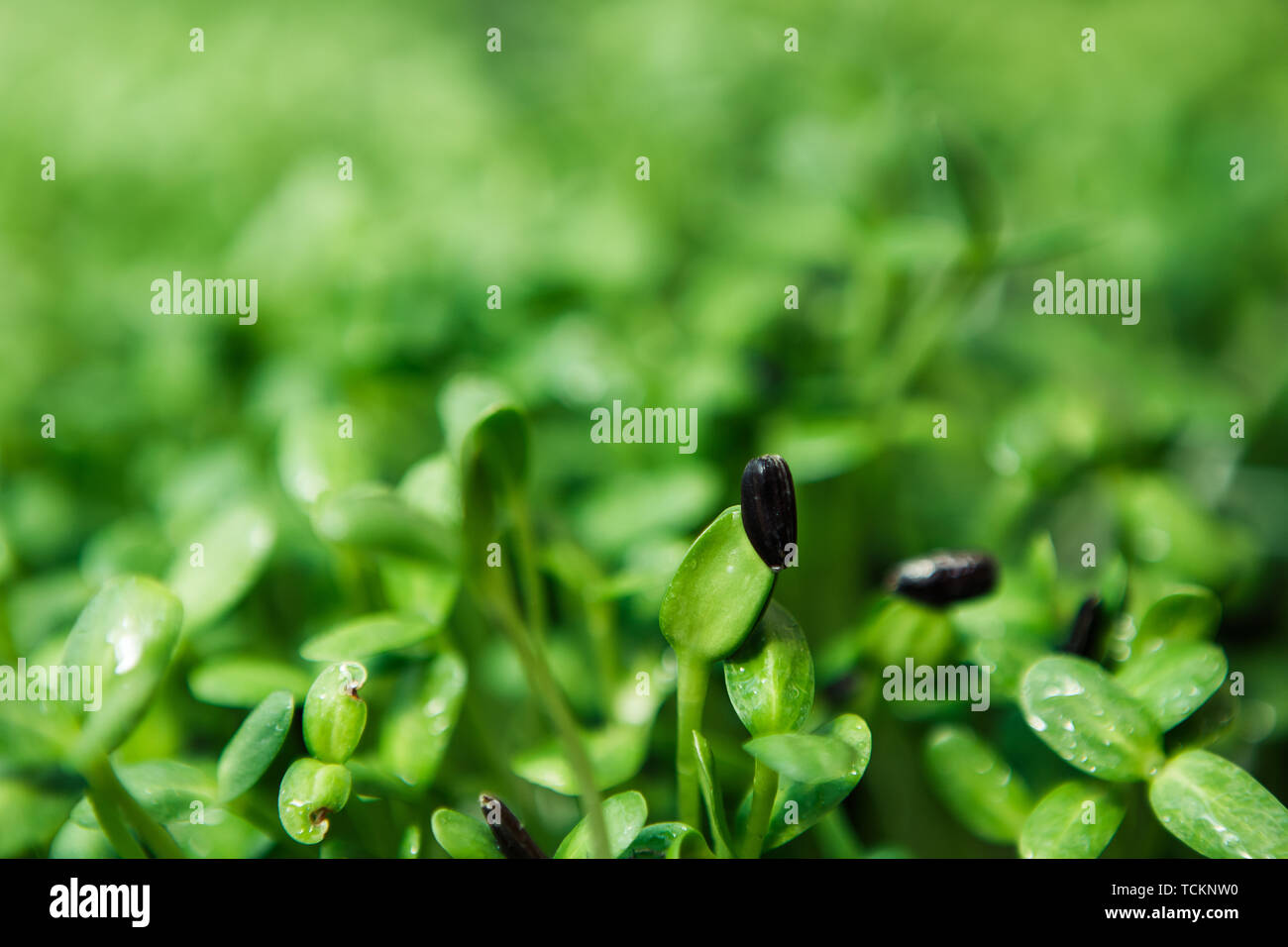 Fresh microgreen background in natural light. Natural background Stock ...
