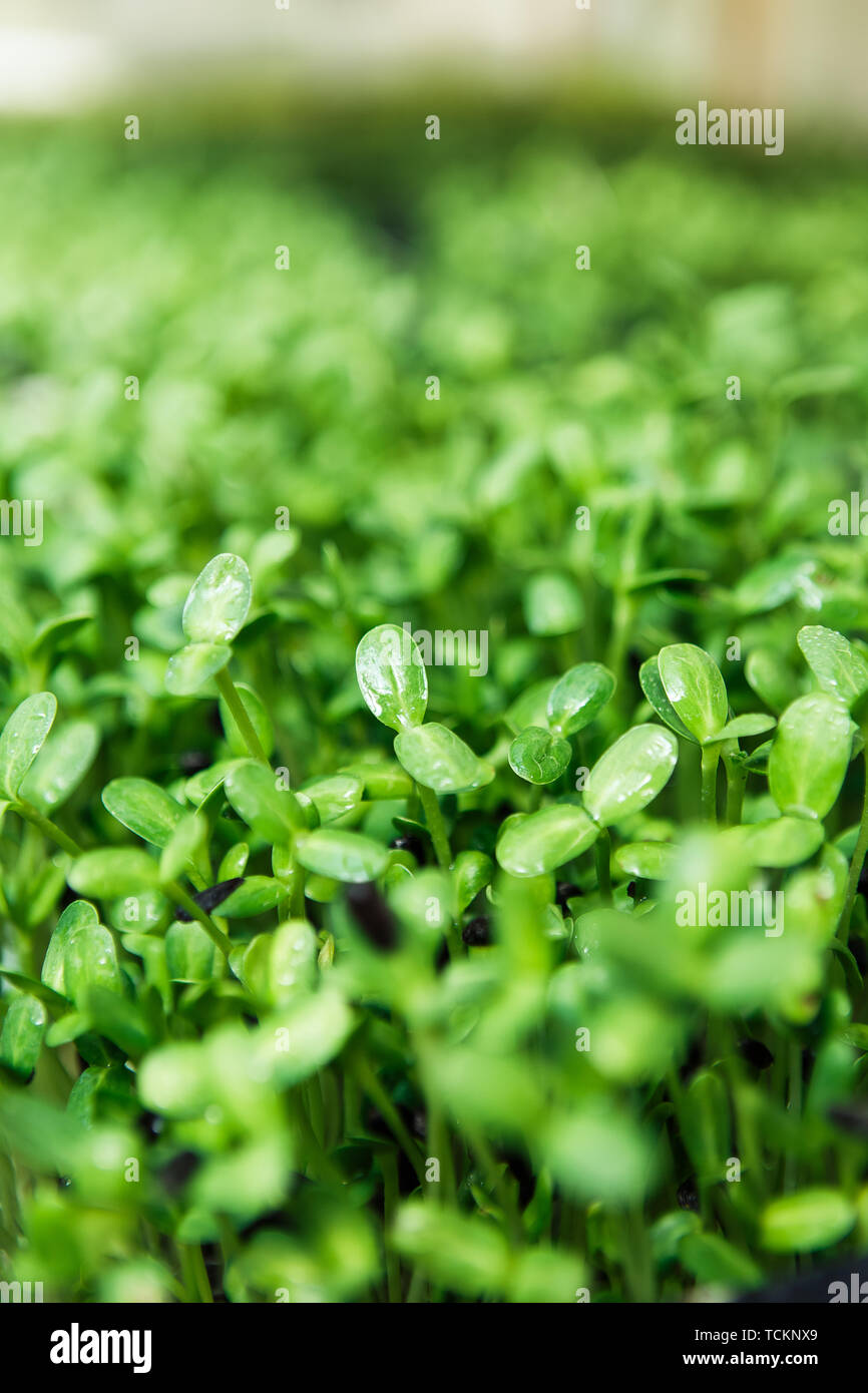 Fresh microgreen background in natural light. Natural background Stock ...