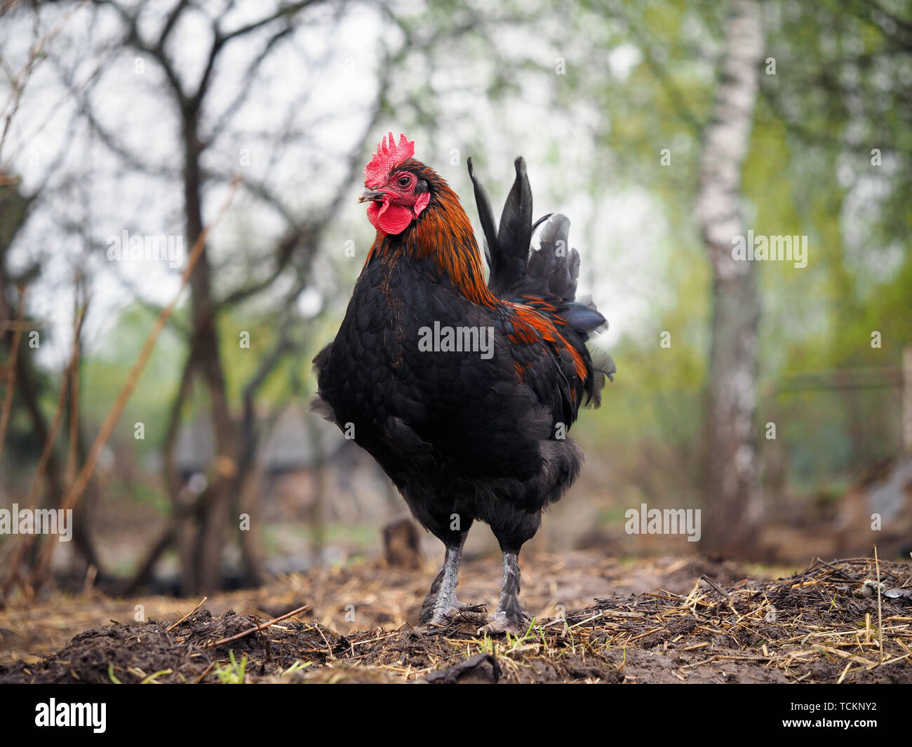 Portrait of luxury rooster breed black and gold Maran Stock Photo - Alamy