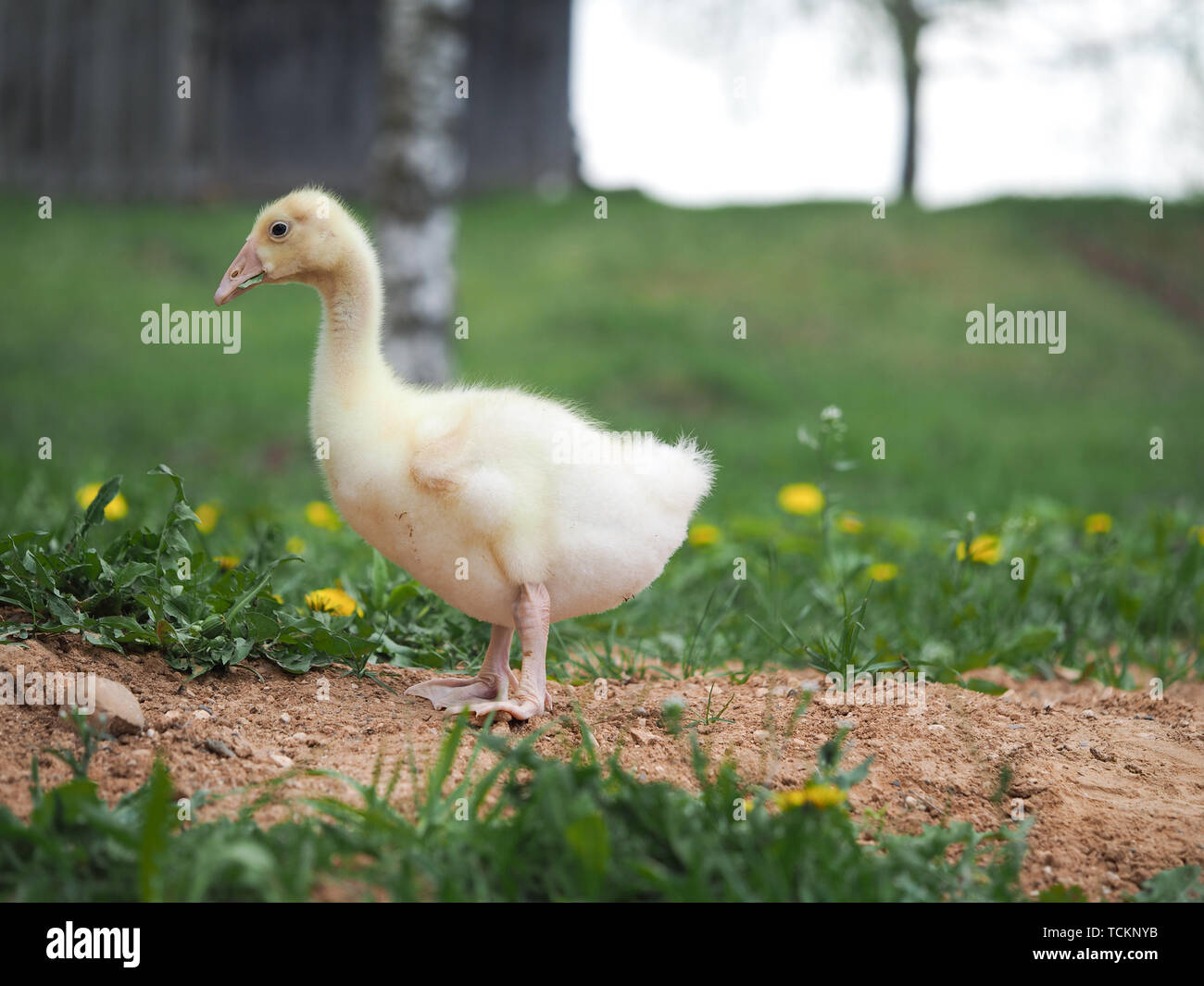 Small and very cute geese in green grass Stock Photo - Alamy