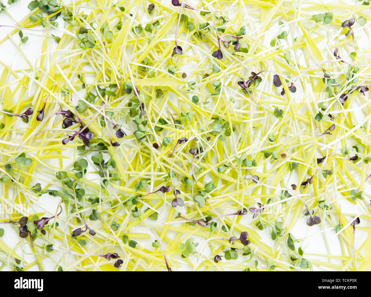 Fresh microgreen background in natural light. Natural background Stock ...