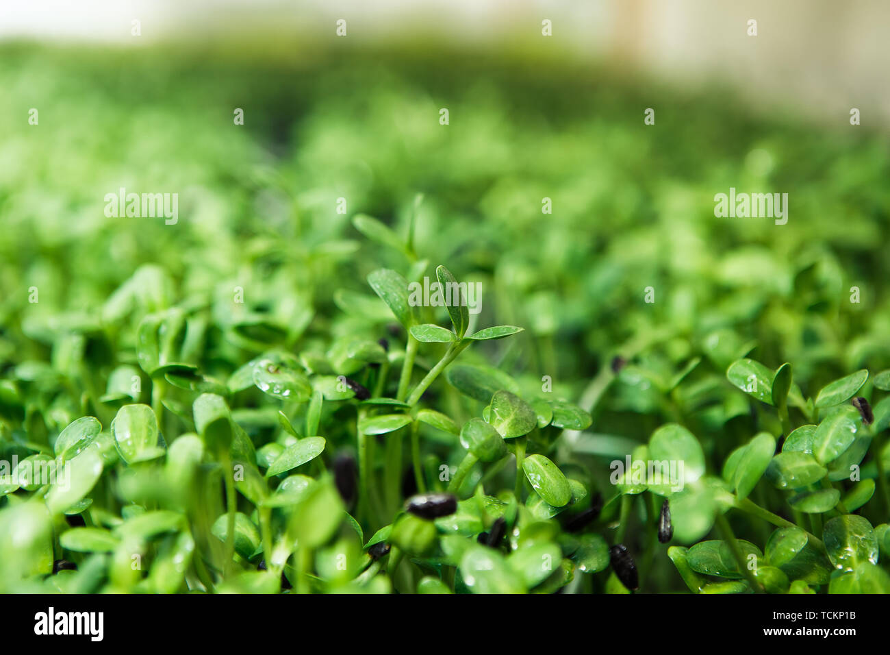 Fresh microgreen background in natural light. Natural background Stock ...