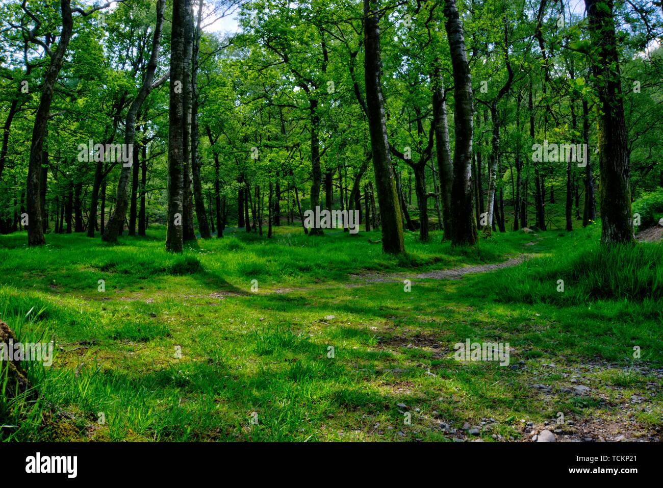 English forest in spring with trees, green grass and stony path Stock ...