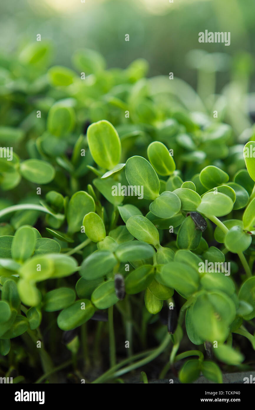 Fresh microgreen background in natural light. Natural background Stock ...