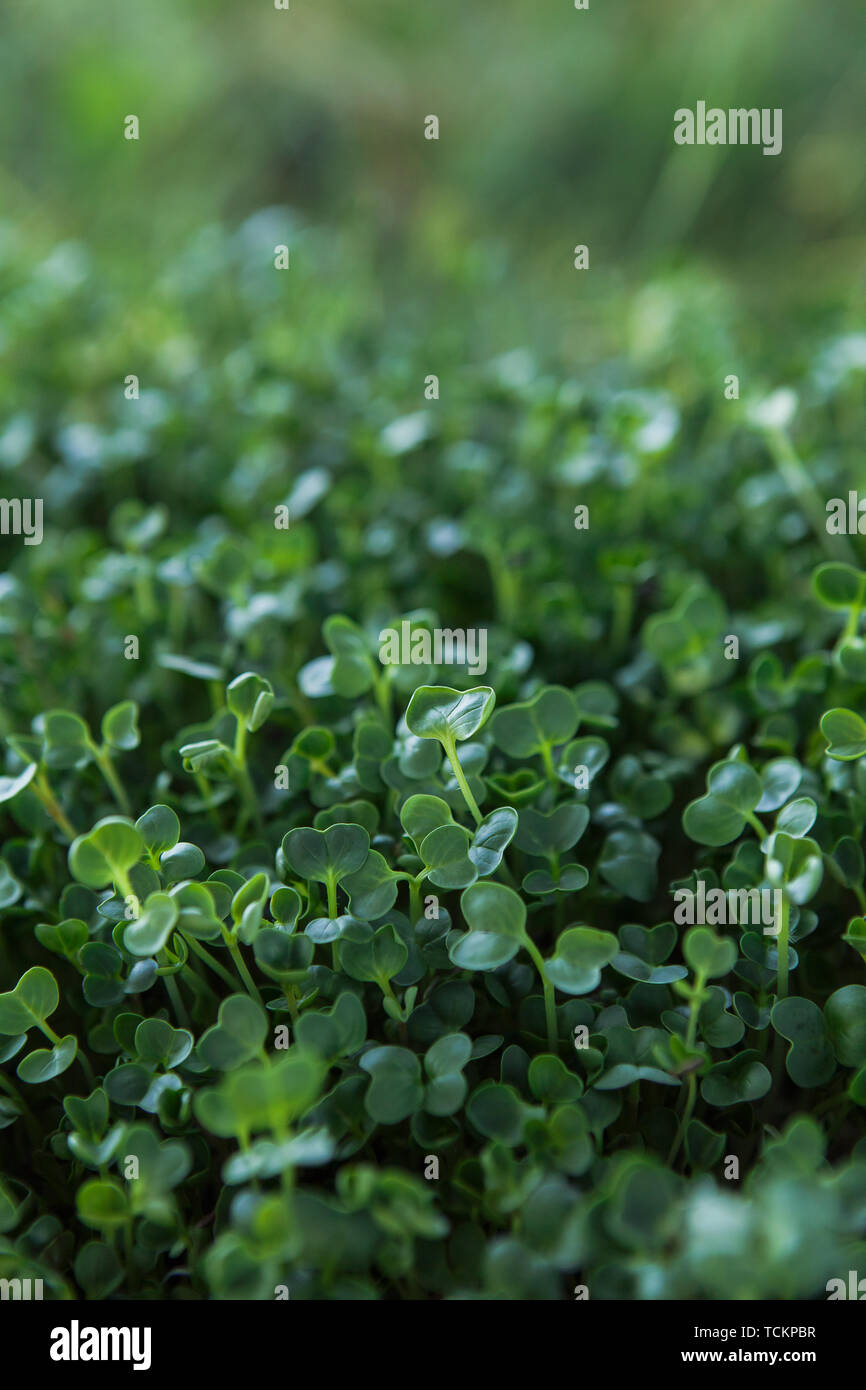 Fresh microgreen background in natural light. Natural background Stock ...