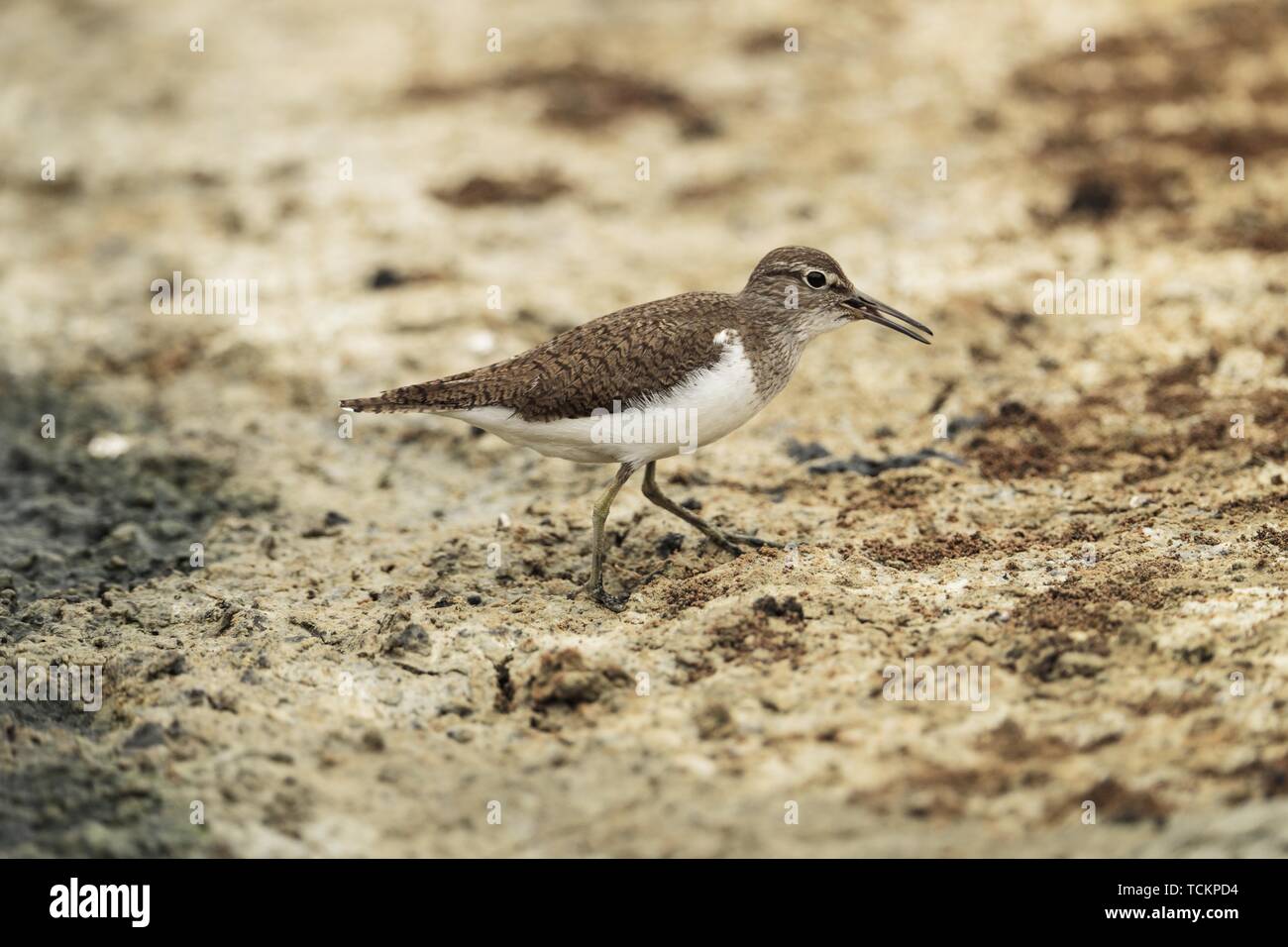Common sandpiper, Actitis hypoleucos Stock Photo - Alamy