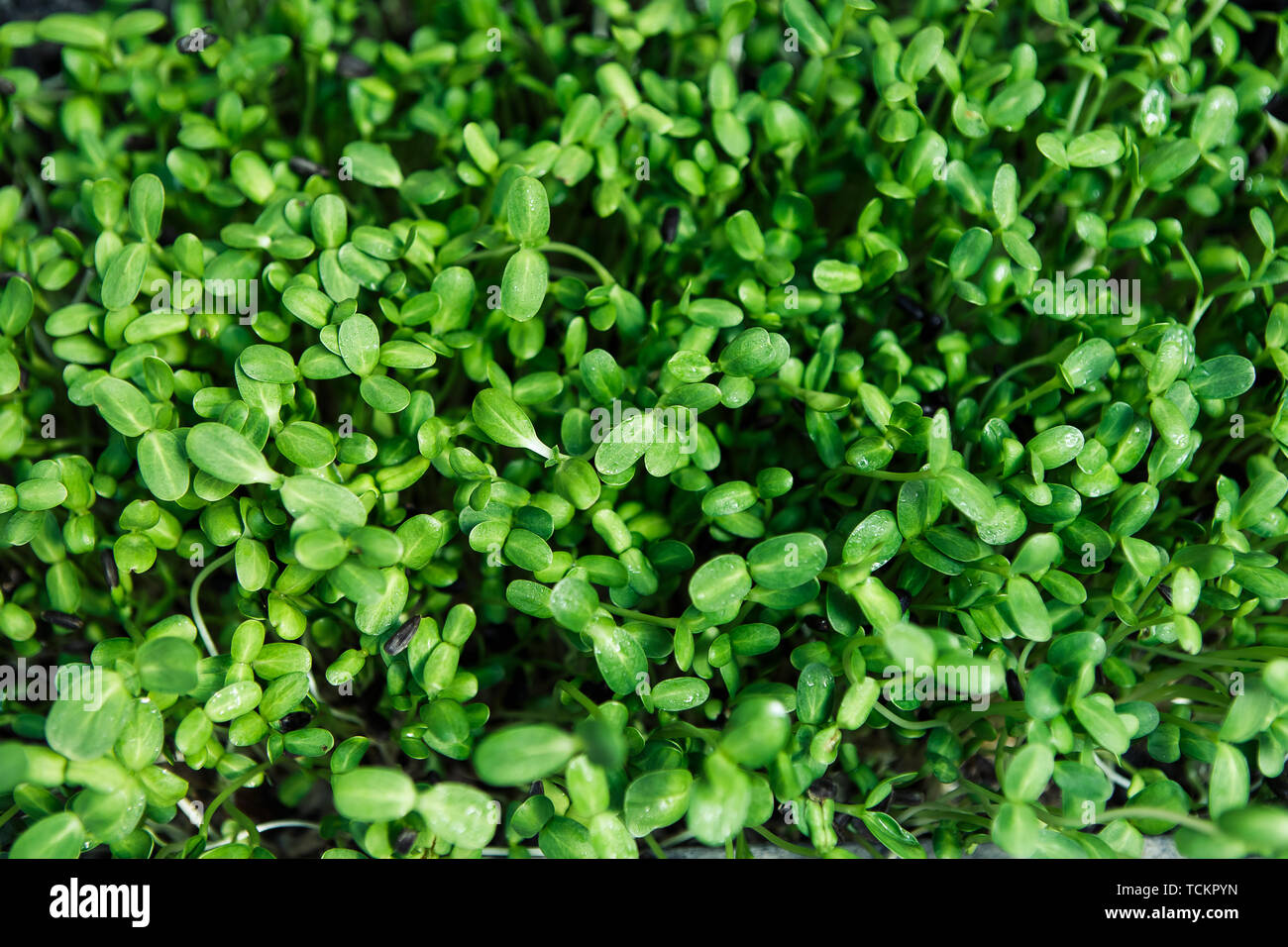 Fresh microgreen background in natural light. Natural background Stock ...