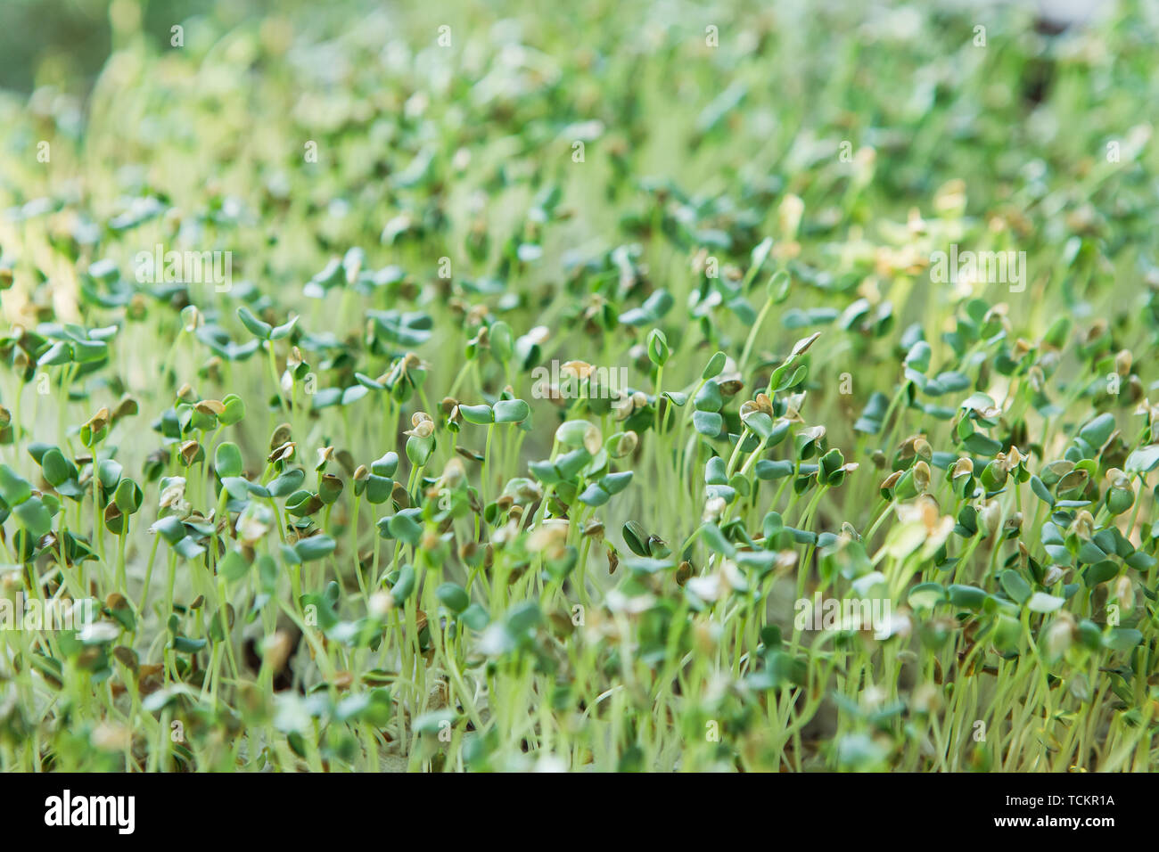 Fresh microgreen background in natural light. Natural background Stock ...