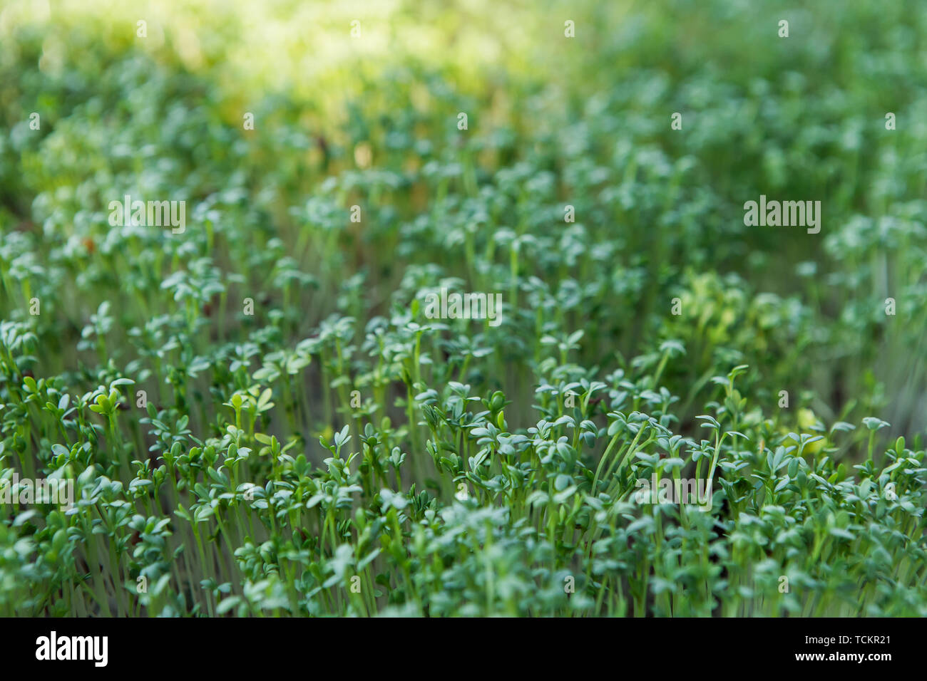 Fresh microgreen background in natural light. Natural background Stock ...