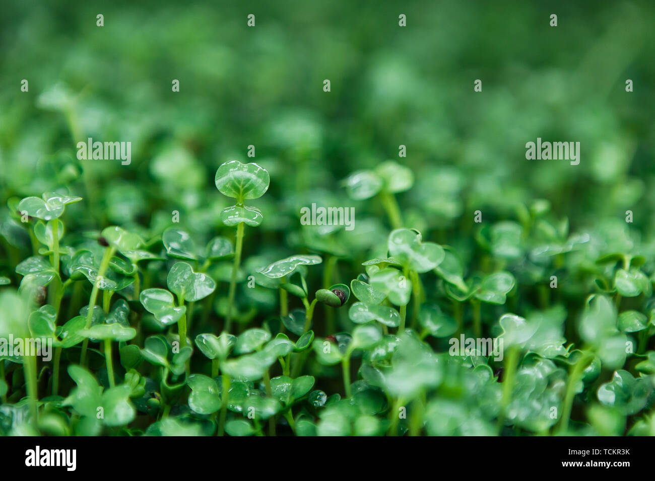 Fresh microgreen background in natural light. Natural background Stock ...