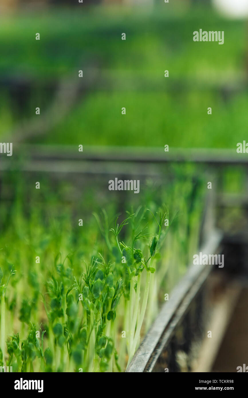 Fresh microgreen background in natural light. Natural background Stock ...