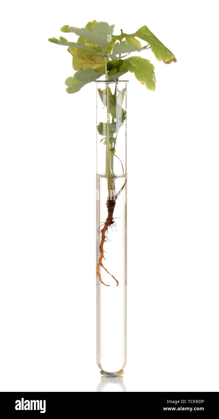 plant in test-tube isolated on white Stock Photo - Alamy