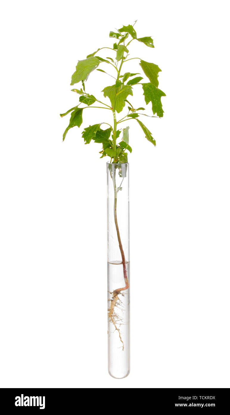 plant in test-tube isolated on white Stock Photo - Alamy