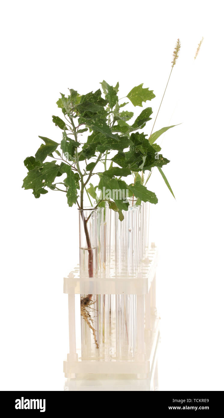 Test-tubes with a transparent solution and the plant isolated on white ...