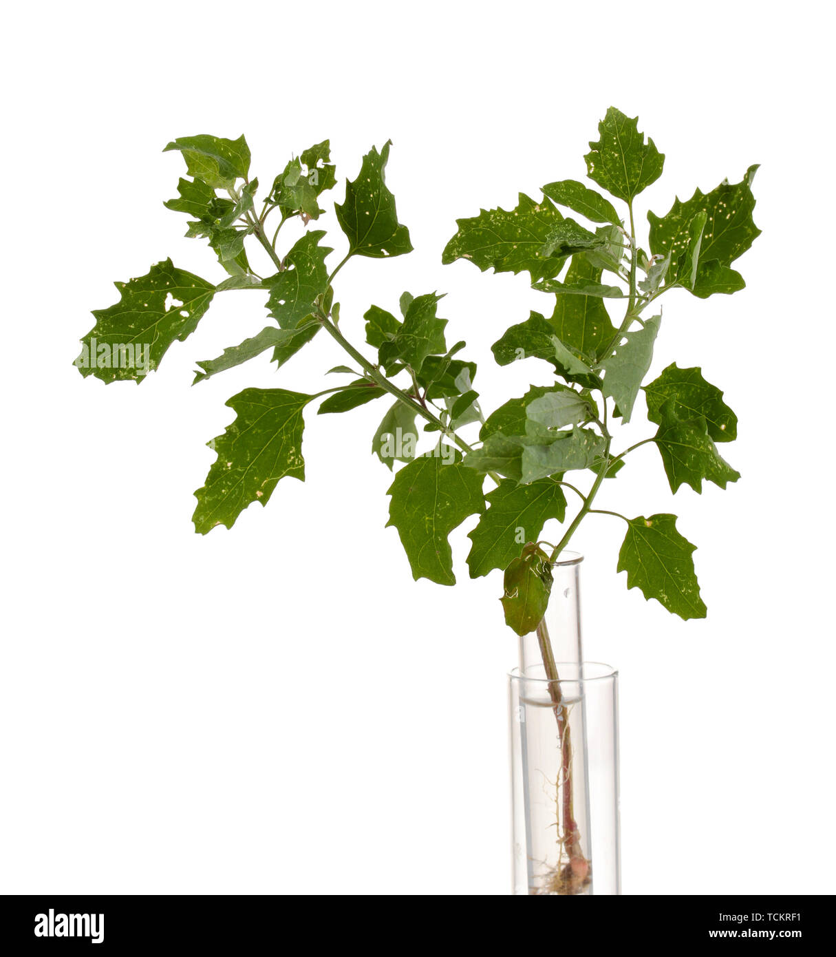 plant in test-tube close-up isolated on white Stock Photo - Alamy
