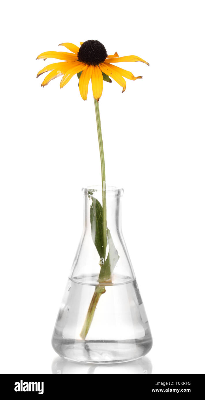 flower in test-tube isolated on white Stock Photo - Alamy