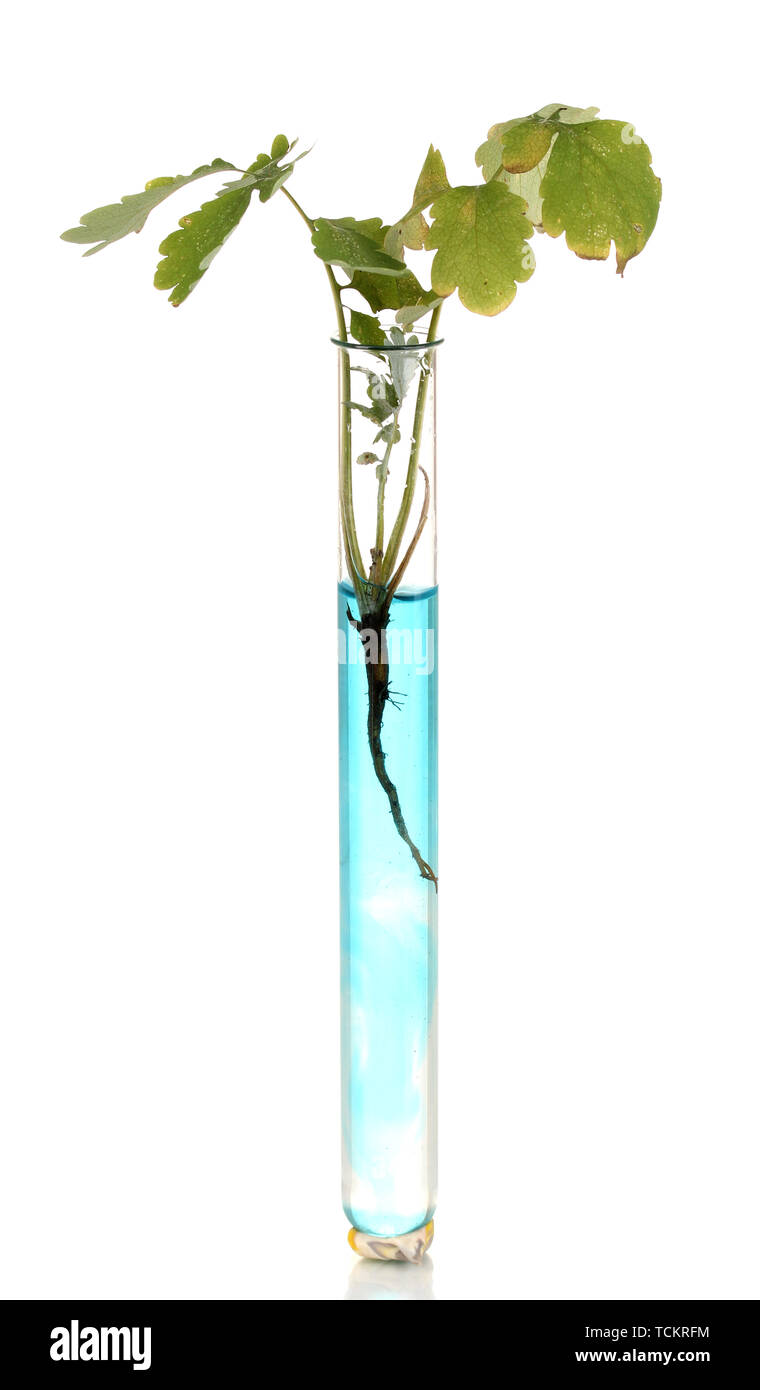 plant in test-tube in blue solution isolated on white Stock Photo - Alamy