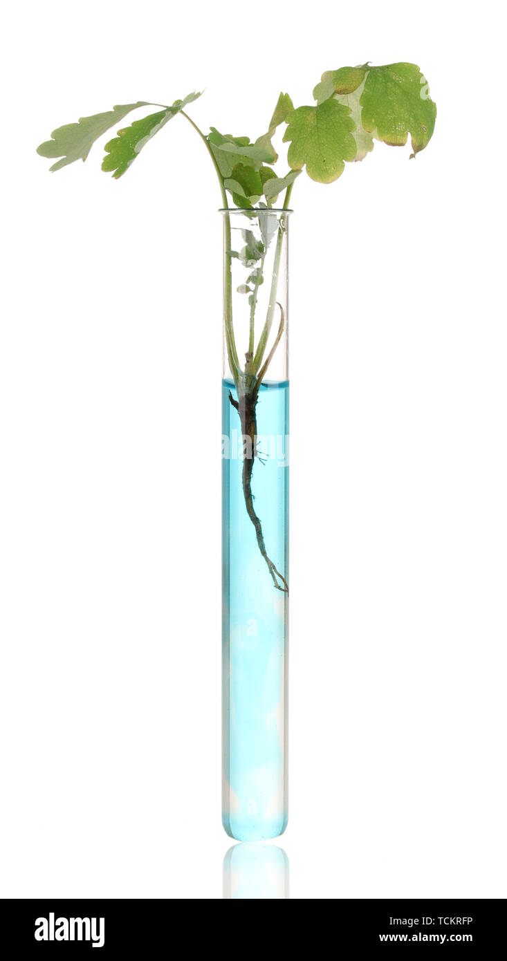 plant in test-tube in blue solution isolated on white Stock Photo - Alamy