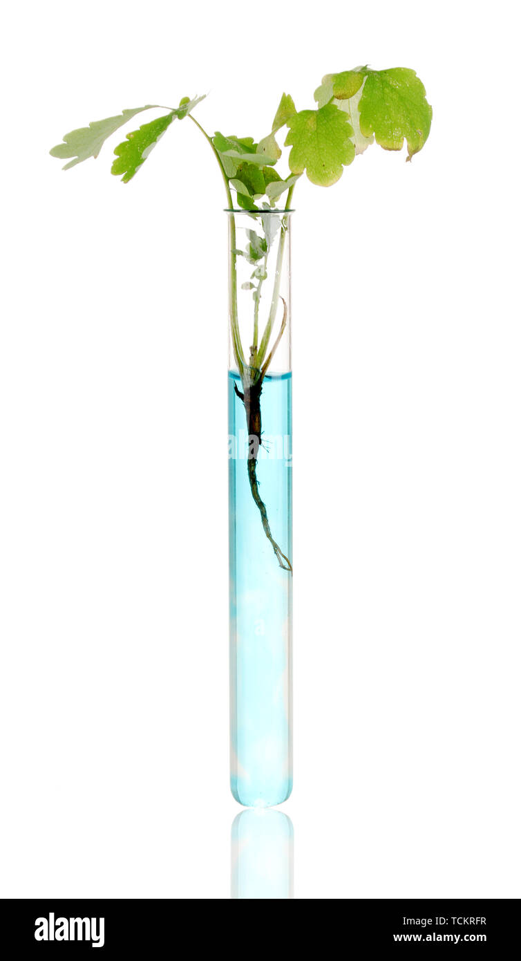 plant in test-tube in blue solution isolated on white Stock Photo - Alamy