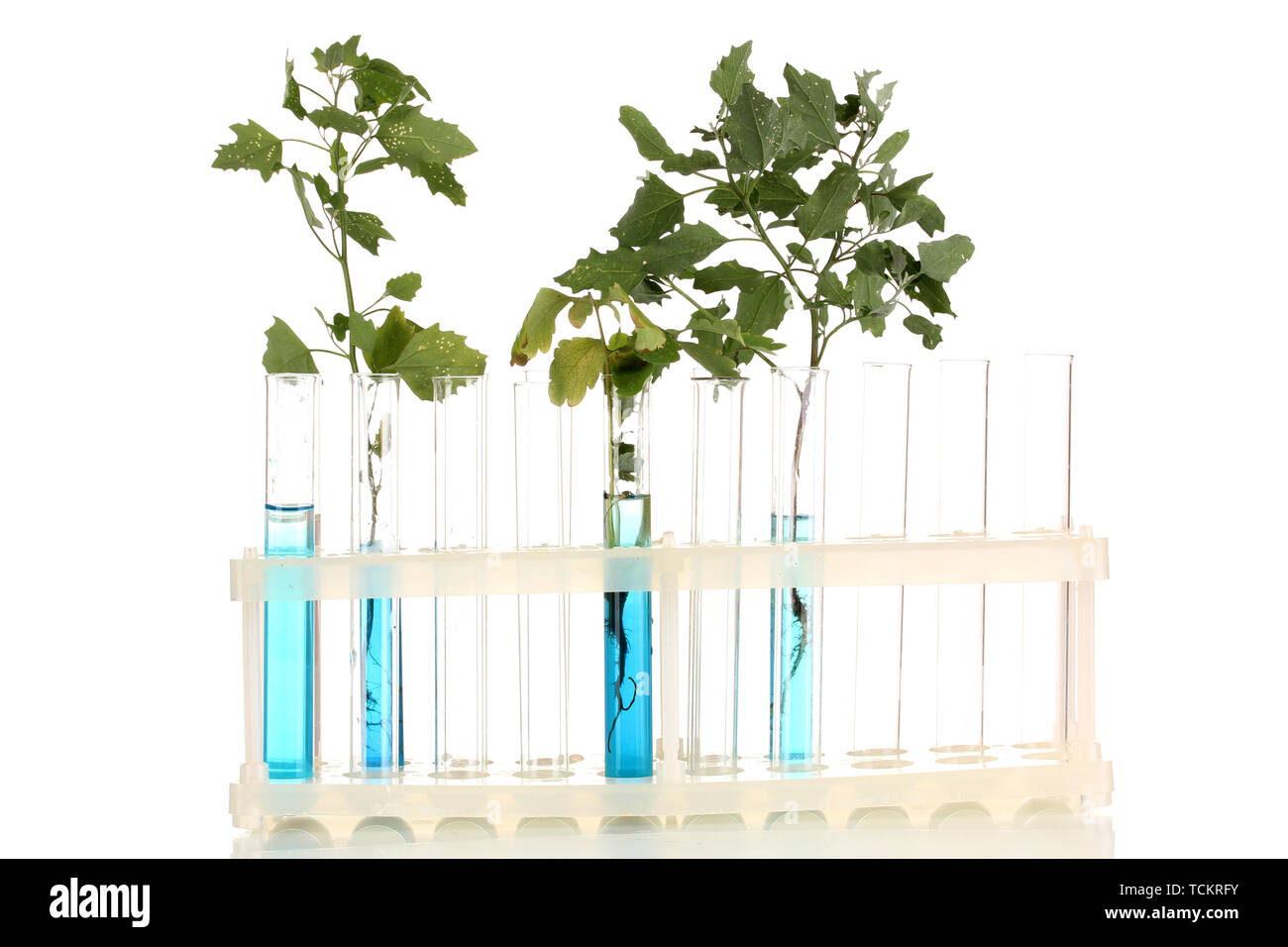 Test-tubes with a blue solution and the plant isolated on white ...