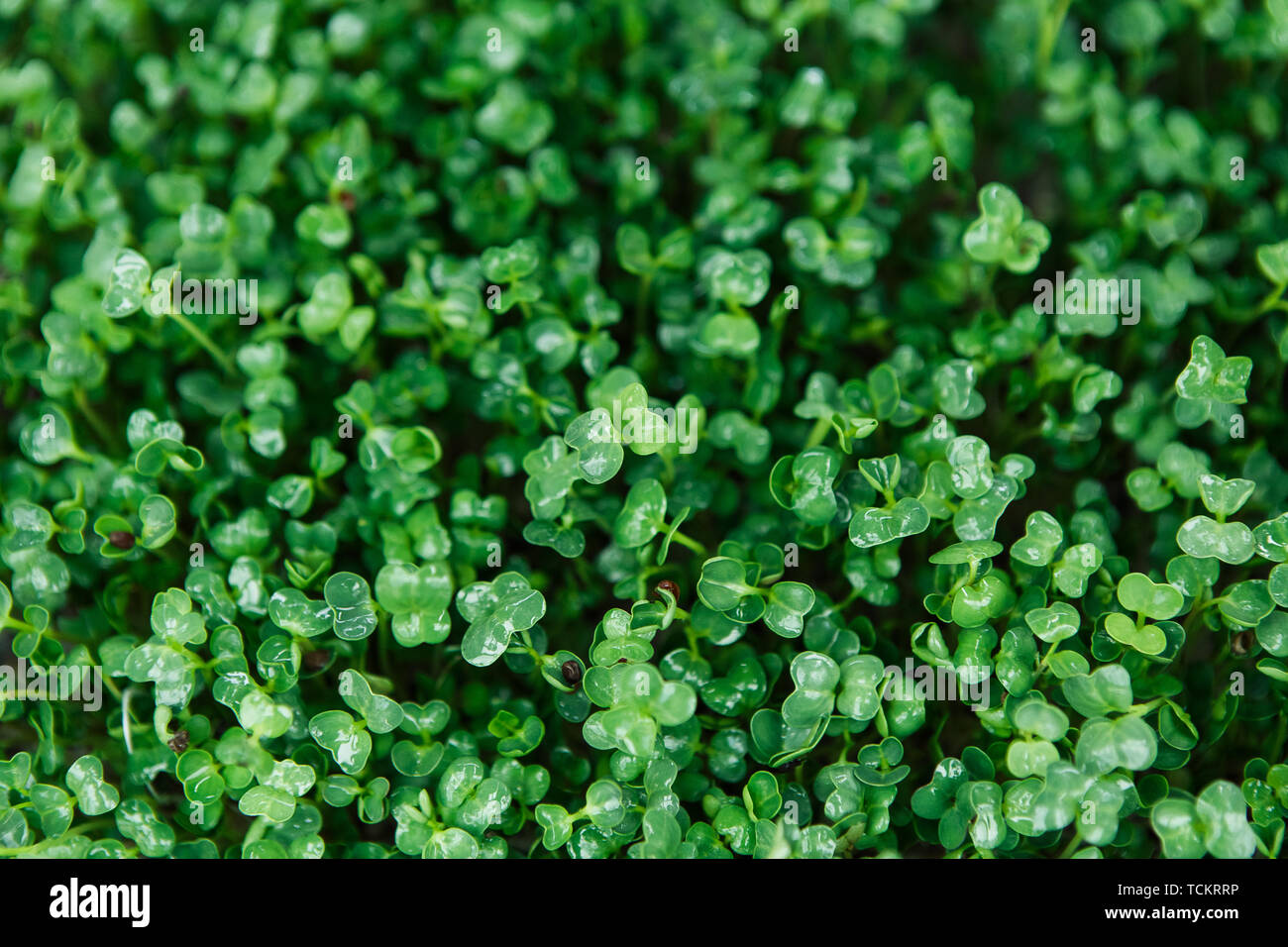 Fresh microgreen background in natural light. Natural background Stock ...