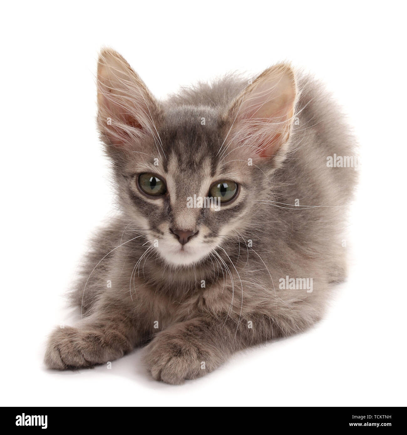 Small gray kitten isolated on white Stock Photo - Alamy