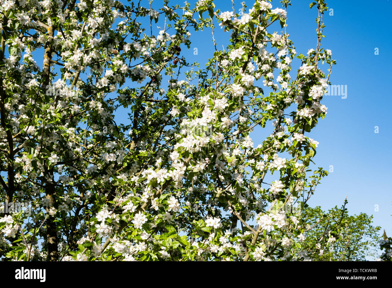 apple orchard in bloom in spring under the sun and blue sky Stock Photo ...
