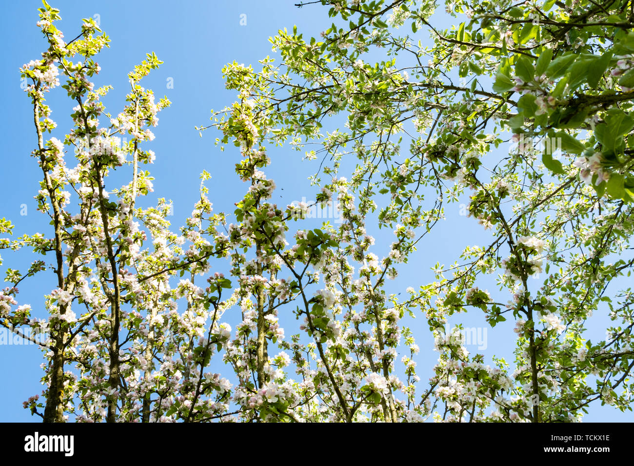 apple orchard in bloom in spring under the sun and blue sky Stock Photo ...