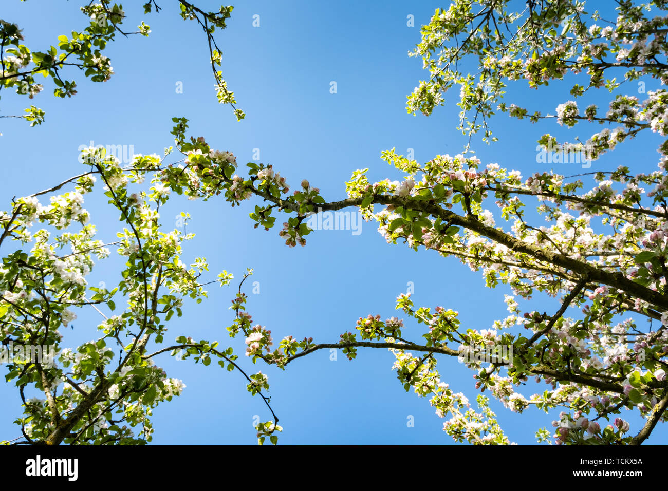 apple orchard in bloom in spring under the sun and blue sky Stock Photo ...