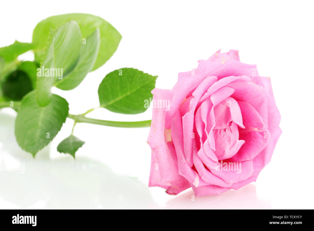Pink rose isolated on white Stock Photo - Alamy