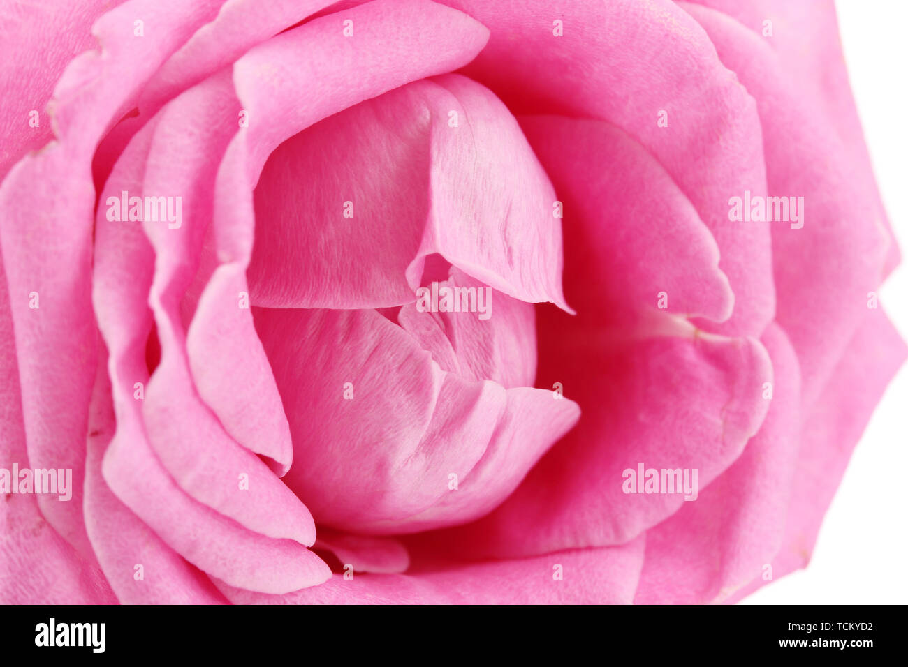 beautiful pink rose, close up Stock Photo - Alamy