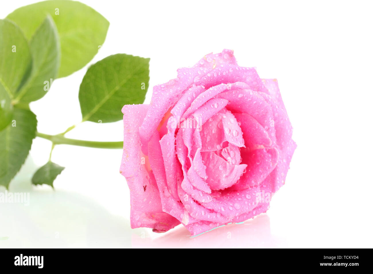 Pink rose with drops isolated on white Stock Photo - Alamy