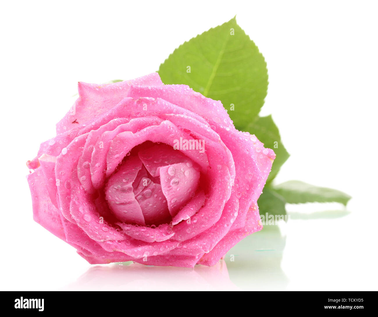 Pink rose with drops isolated on white Stock Photo - Alamy
