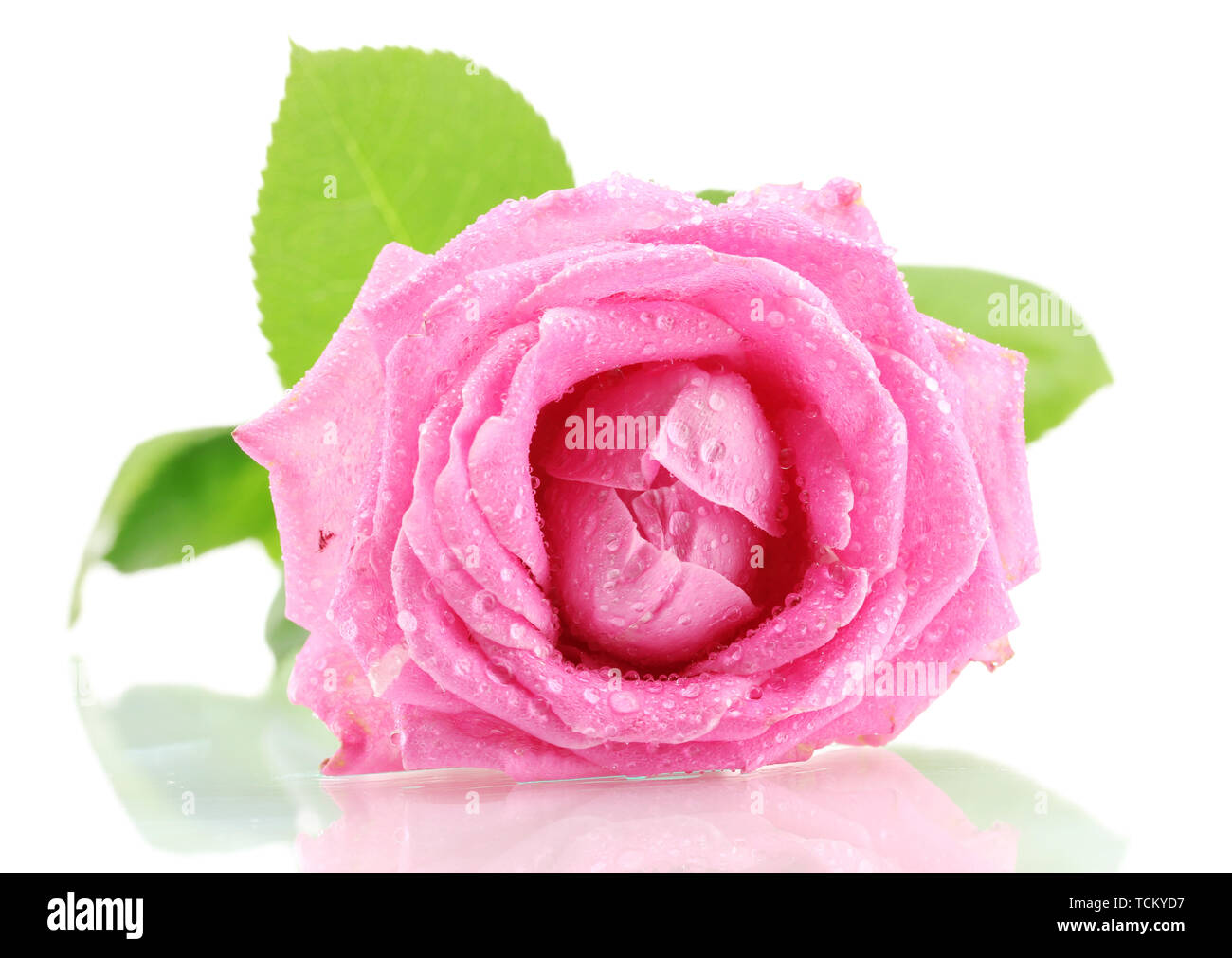 Pink rose with drops isolated on white Stock Photo - Alamy
