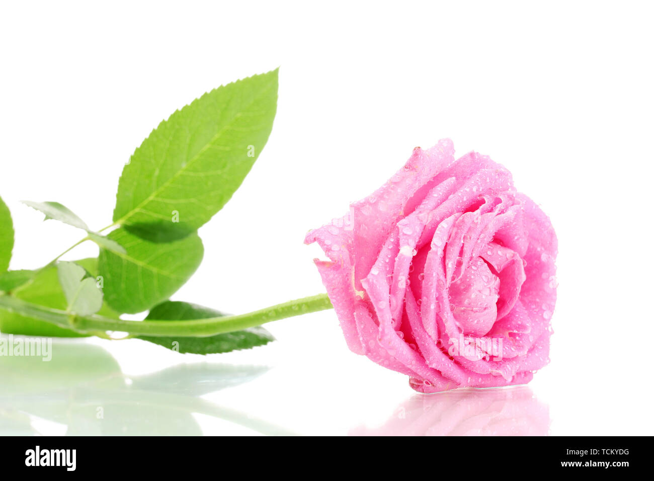 Pink rose with drops isolated on white Stock Photo - Alamy