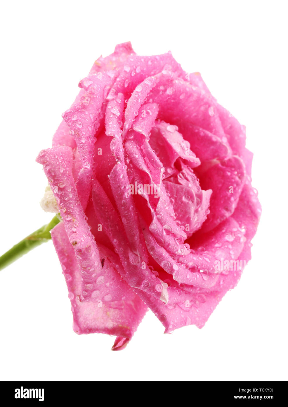 Pink rose with drops isolated on white Stock Photo - Alamy