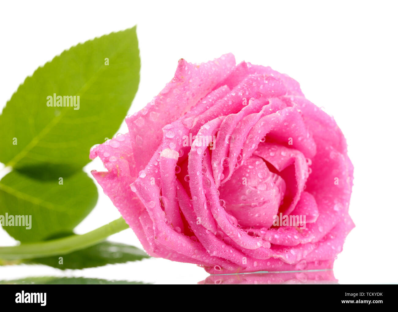 Pink rose with drops isolated on white Stock Photo - Alamy