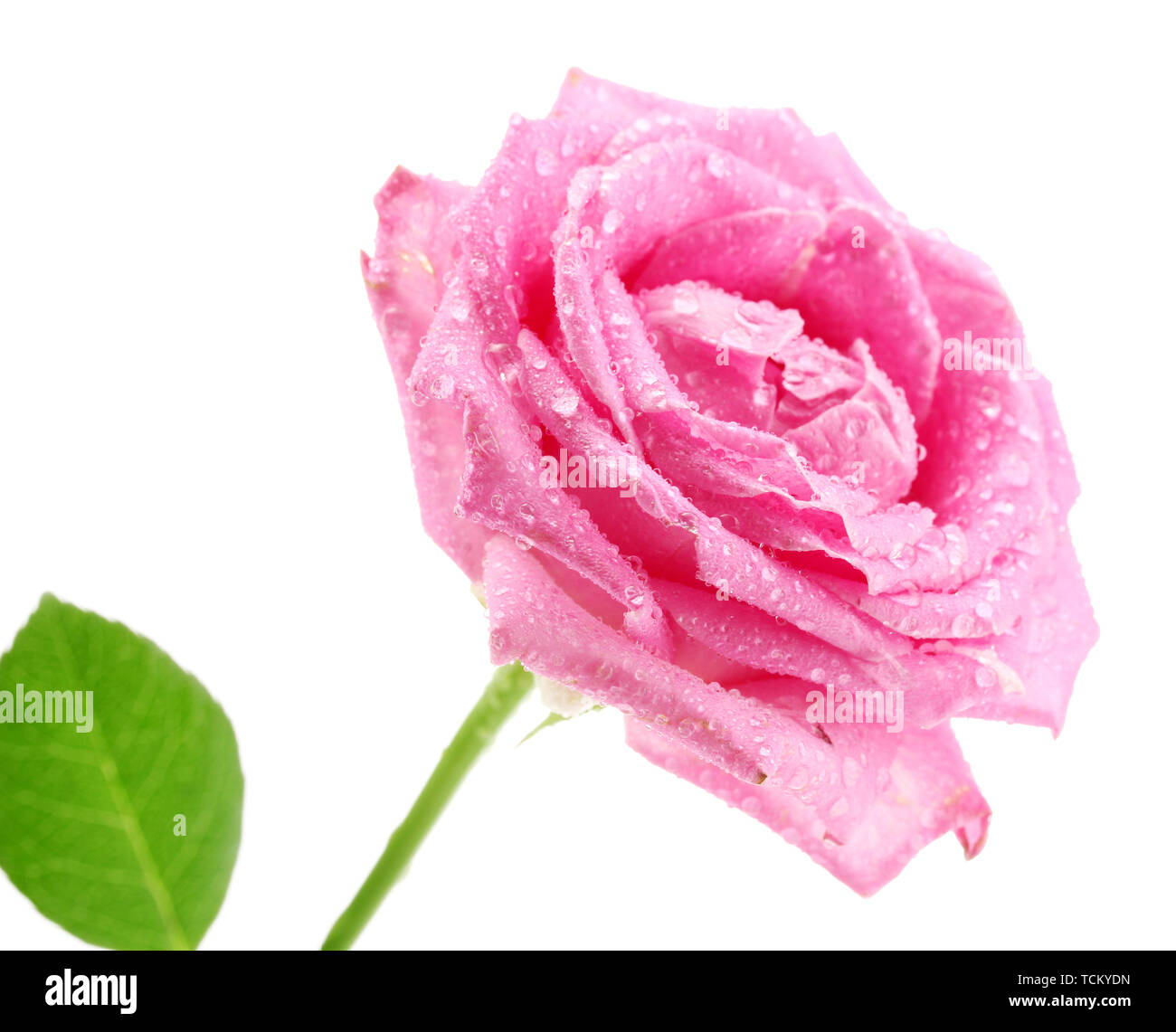 Pink rose with drops isolated on white Stock Photo - Alamy