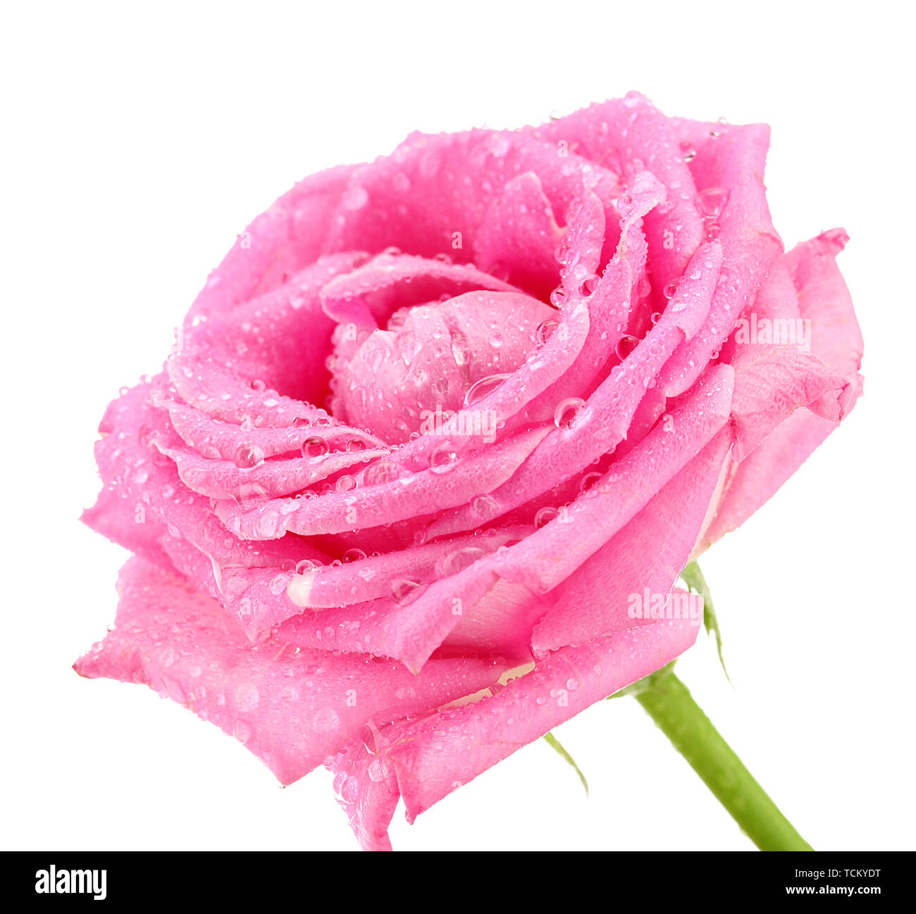 Pink rose with drops isolated on white Stock Photo - Alamy