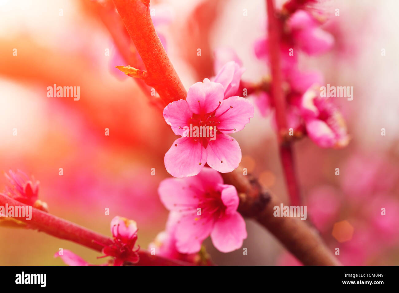 Orchard bloomed peach trees hi-res stock photography and images - Alamy