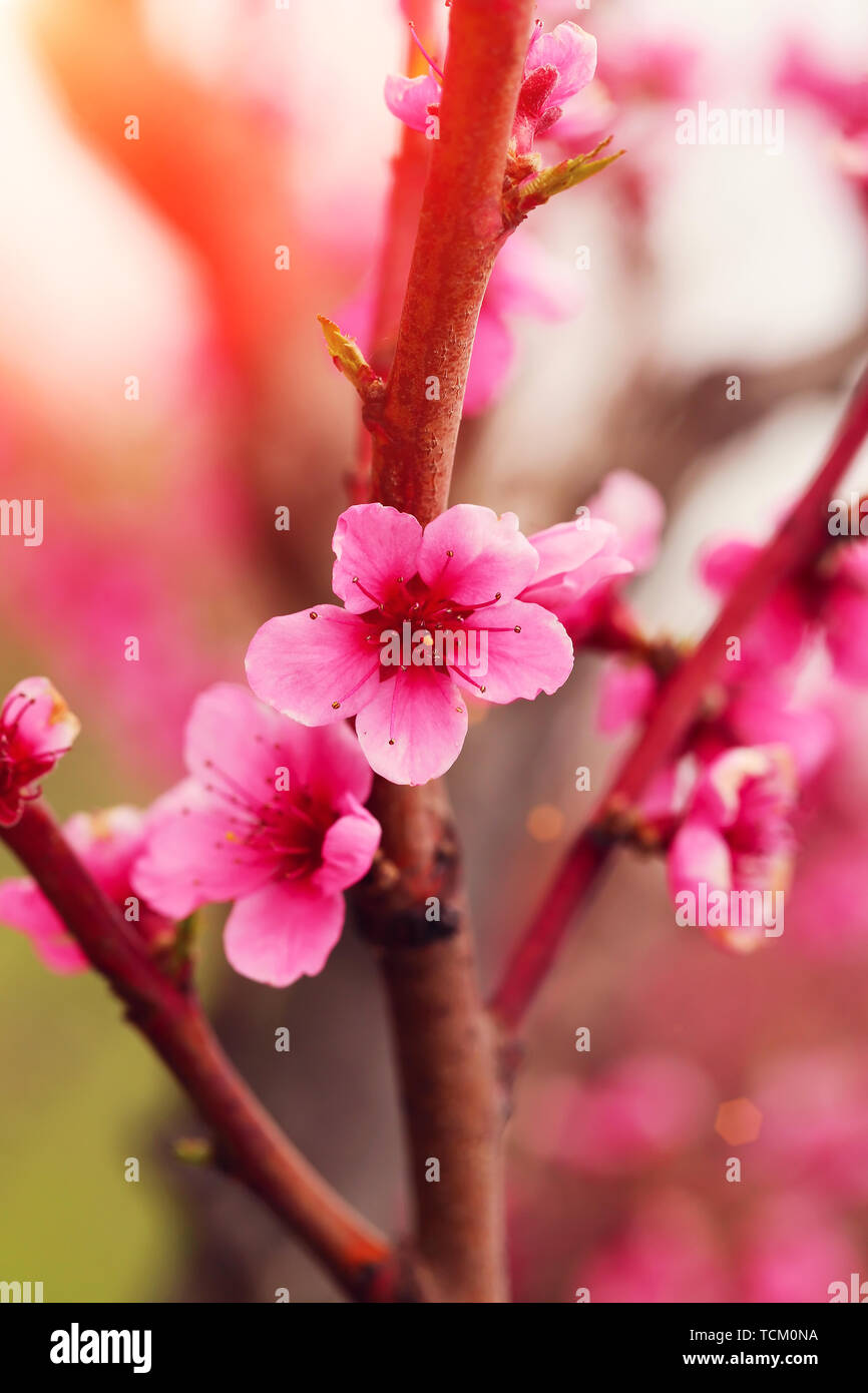 orchard of peach trees bloomed in spring Stock Photo - Alamy