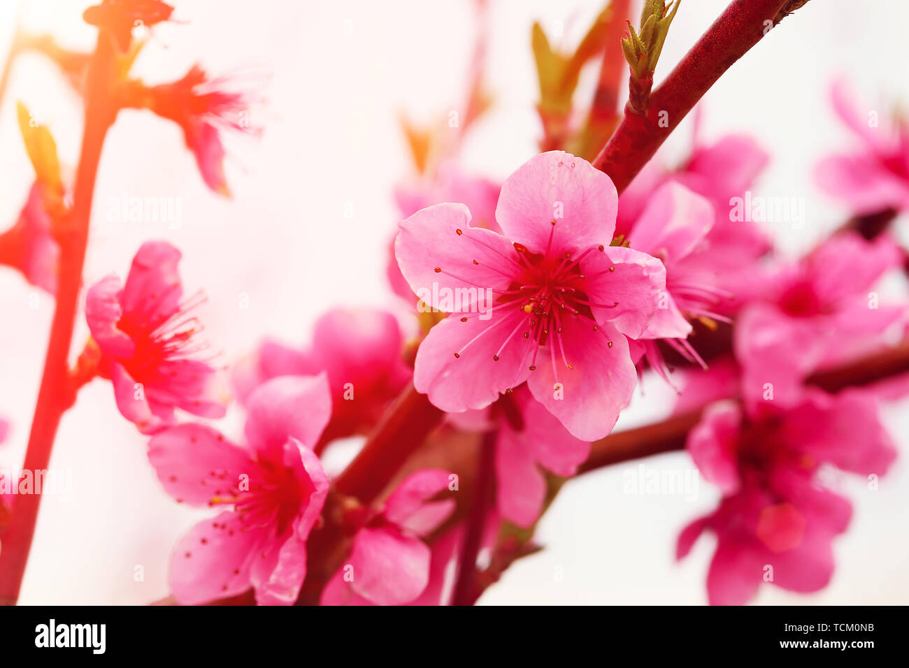 Orchard bloomed peach trees hi-res stock photography and images - Alamy