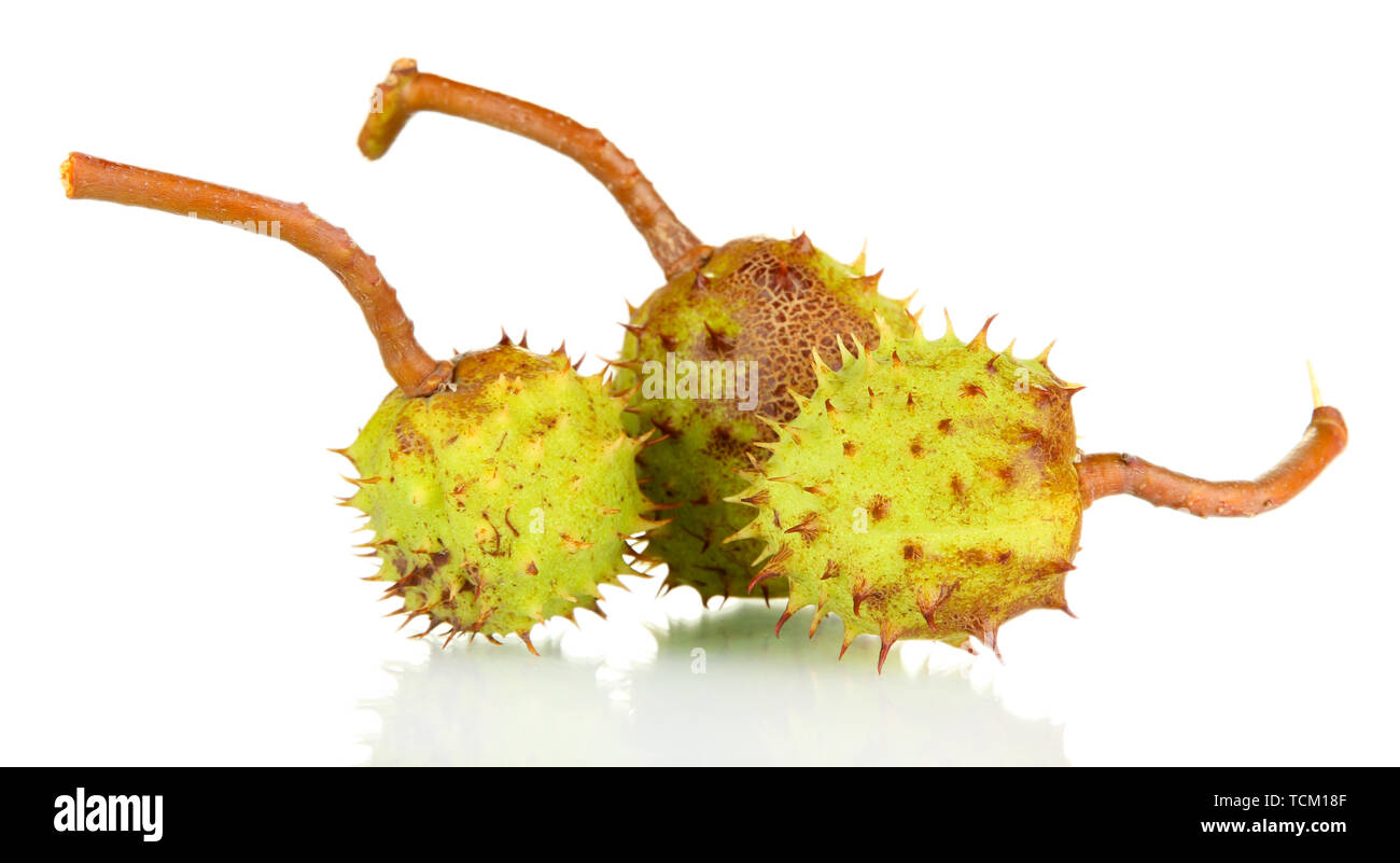 Young chestnuts on white hi-res stock photography and images - Alamy