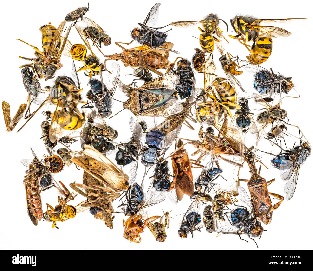 Many different colorful dead insects are in one pile. Isolated on white ...