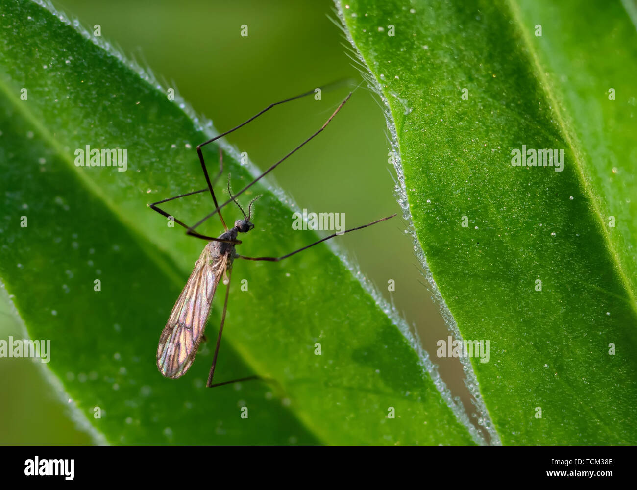 Mosquito on the grass hi-res stock photography and images - Alamy
