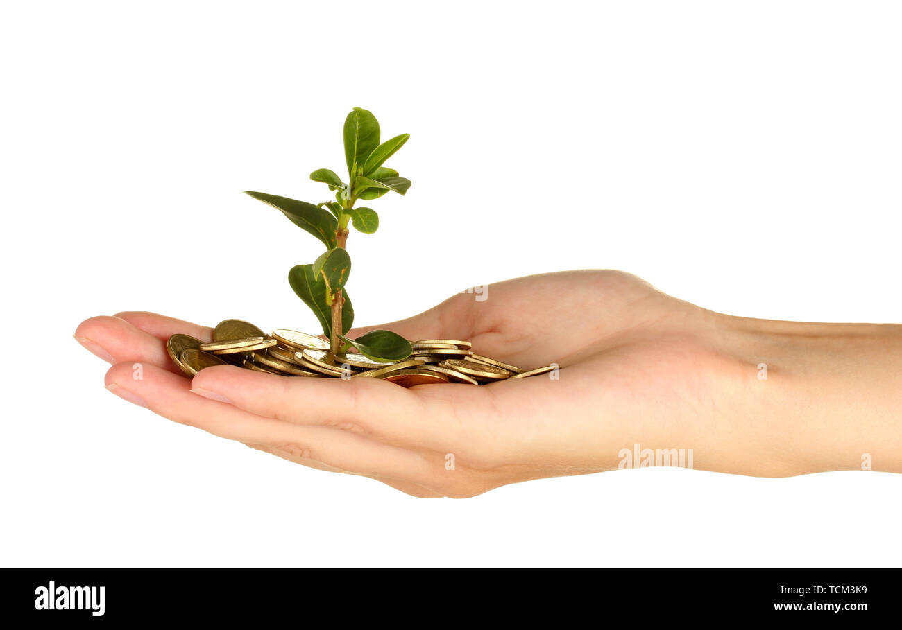 Hand holding coin tree Cut Out Stock Images & Pictures - Alamy