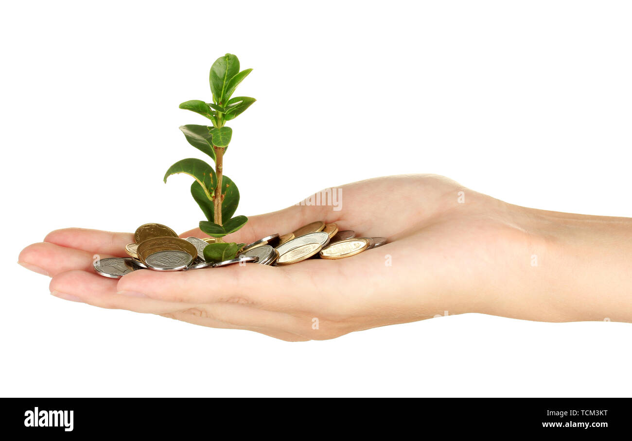 woman's hand are holding a money tree on white background close-up ...