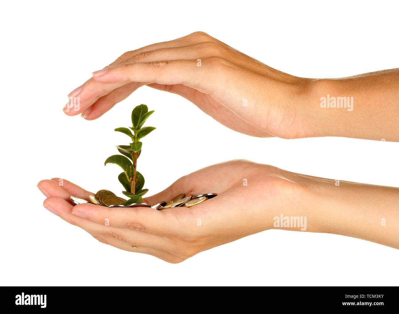 woman's hands are holding a money tree on white background close-up ...