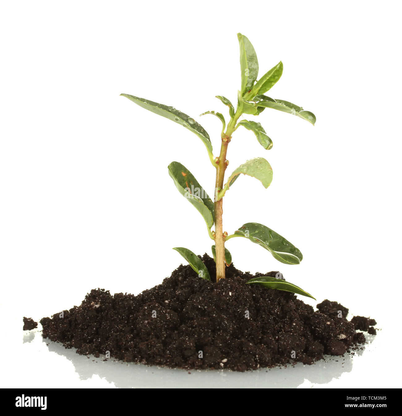 growing plant in land isolated on white background Stock Photo - Alamy